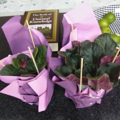 RS Ariel African Violet Live Plant, Young Starter in a 4 Pot Plant ...