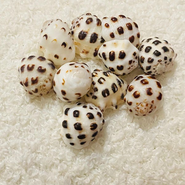 Large Hawaiian Cone Shells Abbreviated Cone Golden Yellow Cat Cone ...