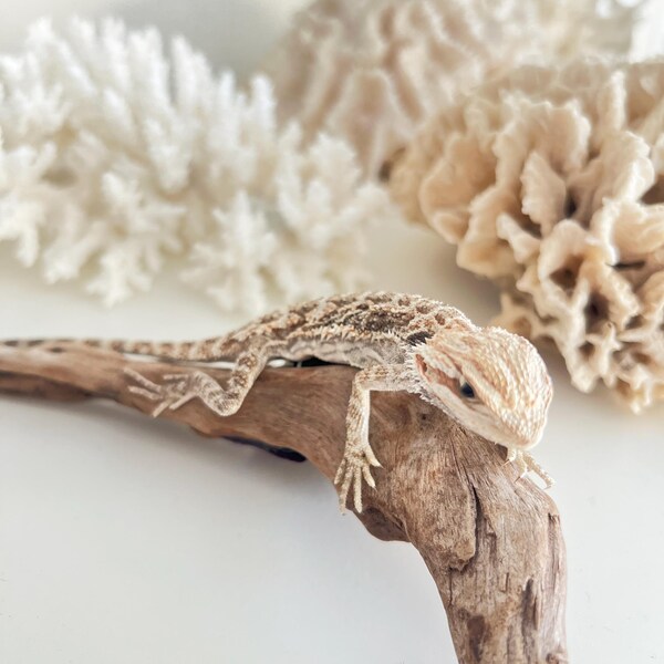 RESERVED FOR Anja Until 26th June 2025. Please Do Not Purchase ...