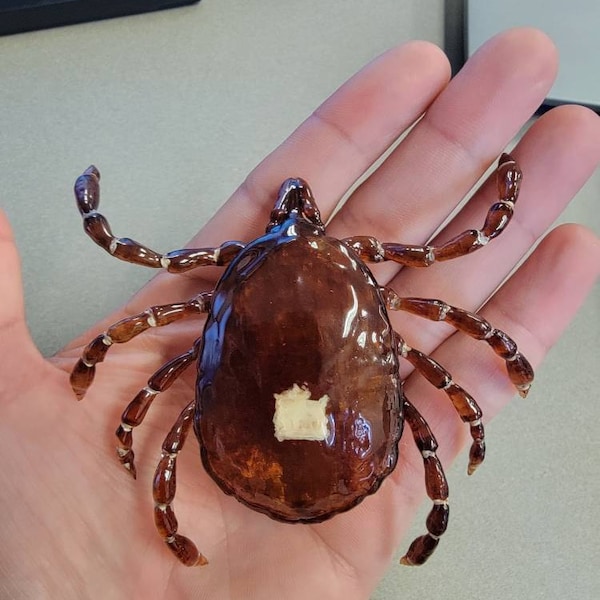3D Printed Rocky Mountain Wood Tick Replica: Real World Scale ...