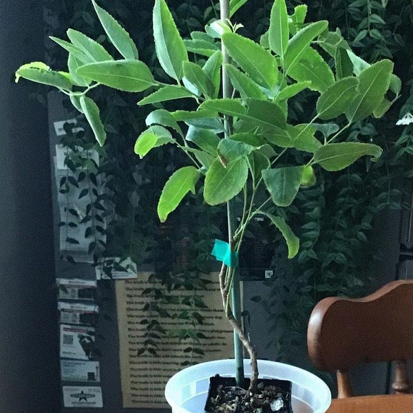 Li Zao Jujube Tree- Thrives in USDA Zones 6 - 9. Chinese Dates ...