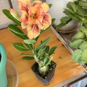 1 Grafted Doubleblack Purple Adenium - Etsy