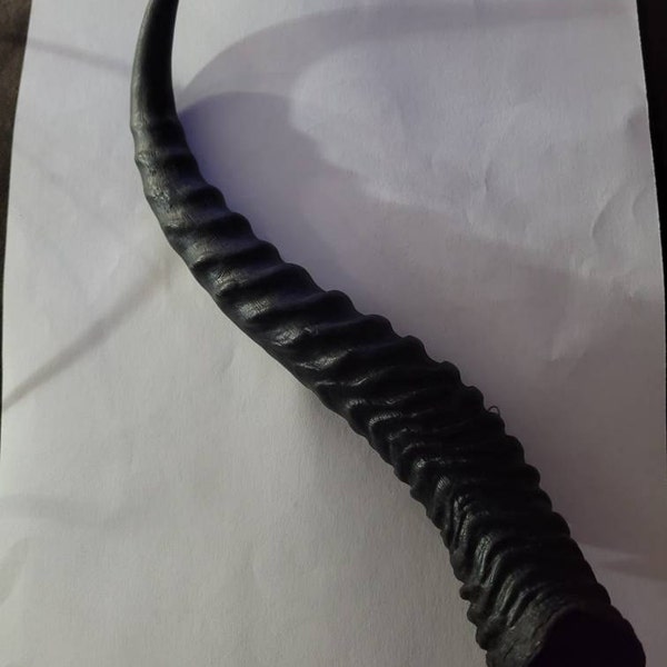 Real Springbok Horns - Large Horns From Springbok Skull - Etsy