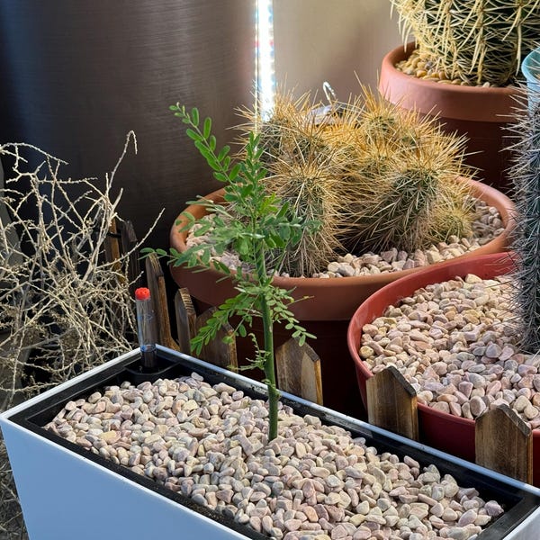 Leucospermum 'tango' 5 Gallon GN - Etsy