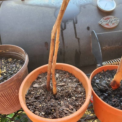 Curcuma ELATA Hidden Lily Ginger Flower Giant Plume Mature Rhizome W ...