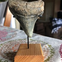 Megalodon Shark Tooth Stand Custom Metal Bracket on a Wood Base to ...