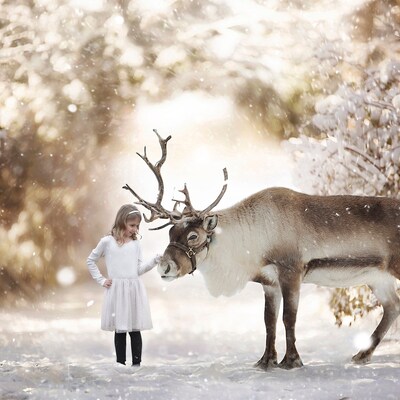 Reindeer in A Bokeh Winter Arch, Digital Background, Christmas Backdrop ...