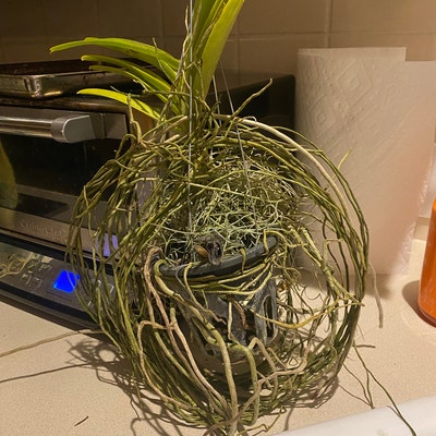 Live Orchid Vanda Flower Plant From Hawaii Exotic Blue/purple/pink/red ...