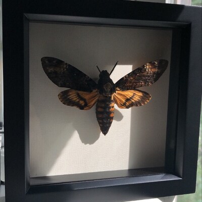 Real Mounted Death Head Moth Taxidermy Display UV Blocking Glass - Etsy