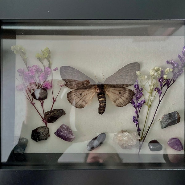 Coloradia Pink Saturn Moth Arizona USA - Etsy