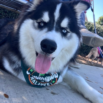 Ball-less & Flawless Dog Bandana, Funny Dog Bandana, Neuter Bandana ...