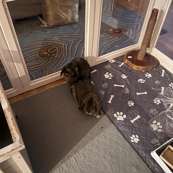 Kids Bunny Chore Chart - Easy Rabbit Care Organization for Kids, Adults ...