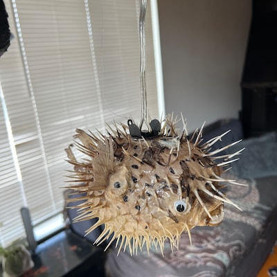 7-10 Hanging Light Puffer Fish Real Blowfish Lamp Taxidermy Animal ...