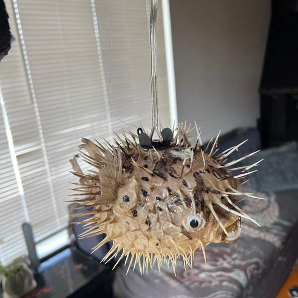 7-10" Hanging Light Puffer Fish Real Blowfish Lamp Taxidermy Animal ...