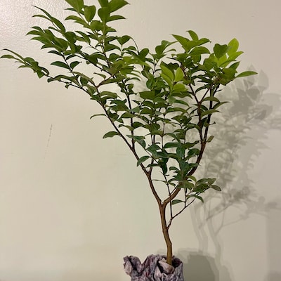 Inca Nut, Sacha Inchi plukenetia Volubilis Live Plant - Etsy