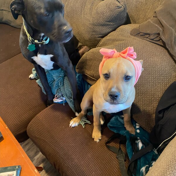 Fabulous Fido Dog Warm Sweater, French Bulldogs Winter Wool Clothes ...