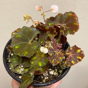 Rhizomatous Begonia 'tiger Kitten' | Etsy