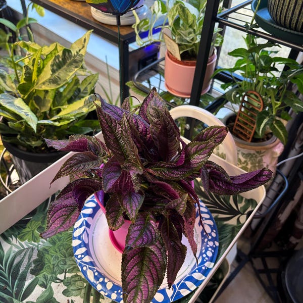 Pothos Champs Elysees | Teruno Pothos | Epipremnum Japanese Pothos ...