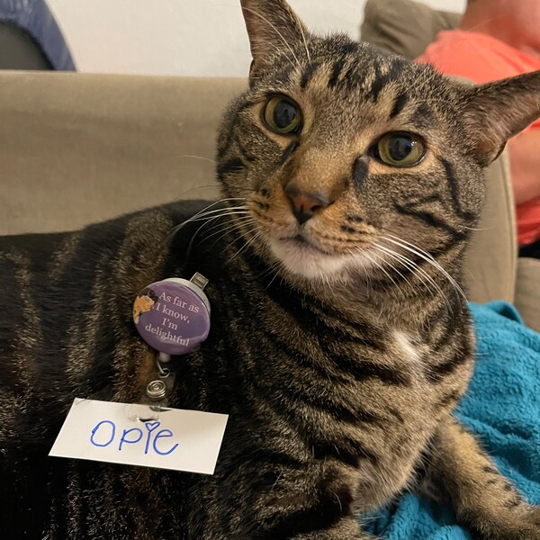 As Far as I Know I'm Delightful Badge Reel, Funny Badge Reel ...