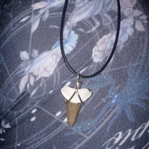 Small Megalodon Tooth Pendant - Florida - Etsy