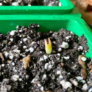 Delosperma Napiforme / 20 Seeds | Etsy Canada