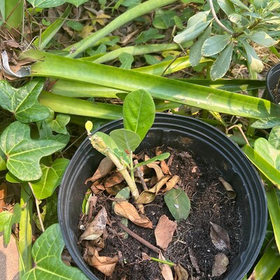 CALOTROPIS GIGANTEA Giant / Madar/ Milkweed Tree Plant Butterfly Garden ...