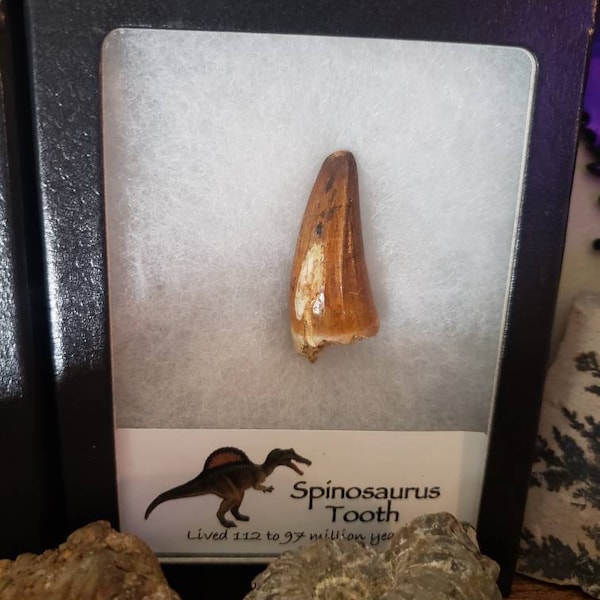 Spinosaurus Tooth Fossil in Display Case, Authentic Dinosaur Tooth ...