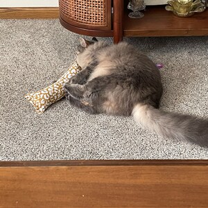 Cat Scent Enrichment Kit 13 Herbs Improve Wellbeing Cat - Etsy