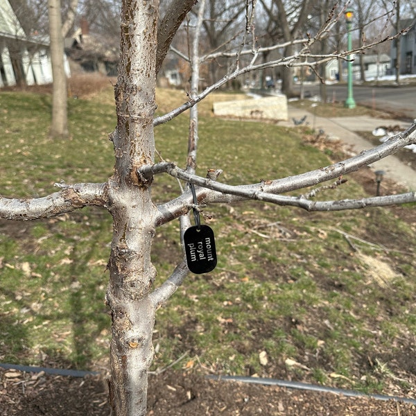 Plant Tags Custom Acrylic *2 Sizes* | Engraved Acrylic | Plant Gift ...