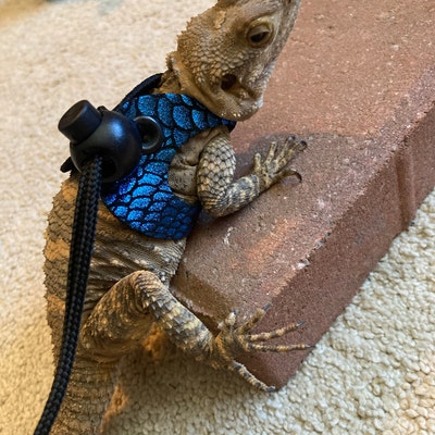 Turquoise Python Harness With Wings - Etsy