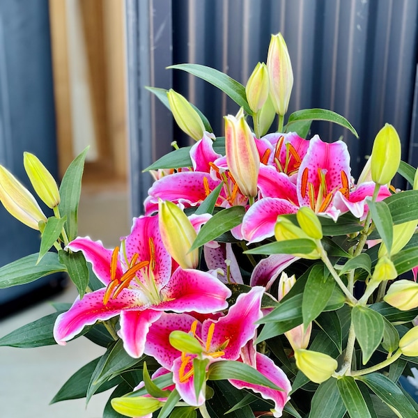 Garden State Bulb Double Elodie Asiatic Lily Flower Bulbs, 14/16cm ...