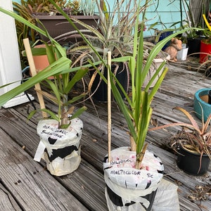 33 Bilva Patra LEAVES Aegle Marmelos Bael Bel Patra Bhagavan - Etsy