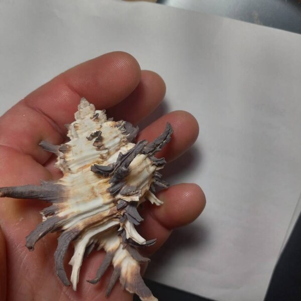 Murex Endiva Shell: Long Spine Seashell for Beach Wedding Decor - Etsy