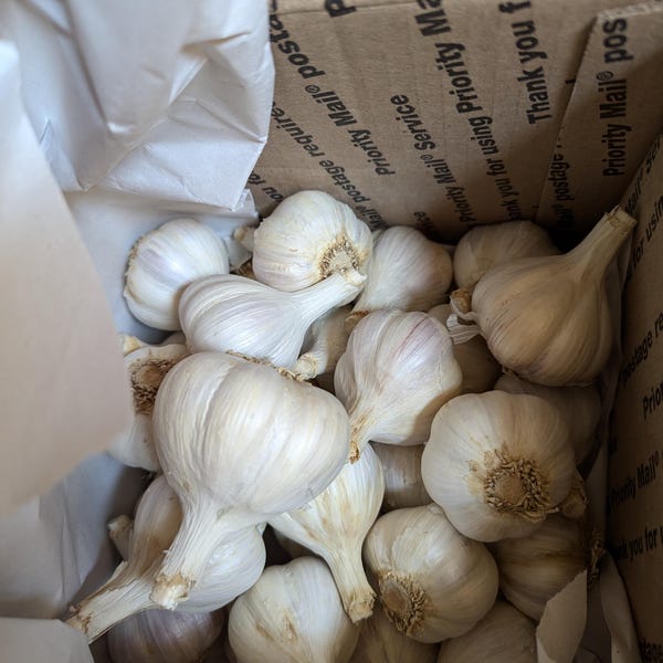 Duganski Culinary Garlic Bulbs Small Size: 1 5/8 to 1 7/8 Organically ...