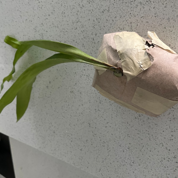 Snake Plant - Good Luck Plant - Devils Tongue - Tropical Plant - Etsy