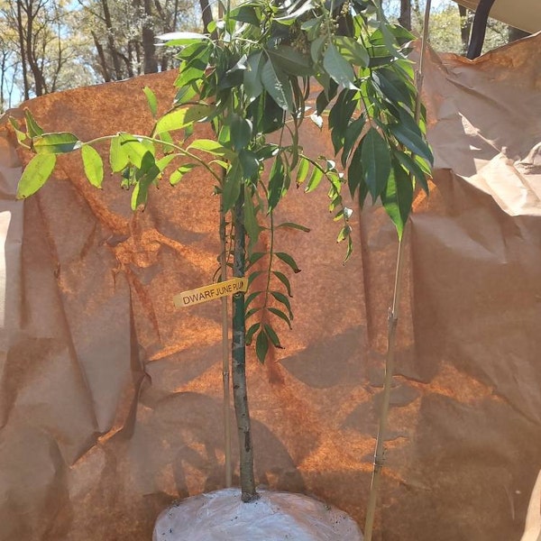 June Plum Dwarf, Ambarella Fruits, Jewel Plums in 10" Pot, Kedondong ...