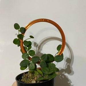 Plant Hoop/hoya Hoop/plant Climber/plant Trellis/plant Support/plants ...