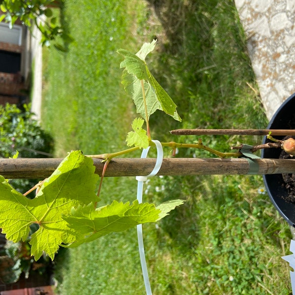 Organic Emperor Lychee Live Plant | Litchi Chinensis 1 Live Plant ...