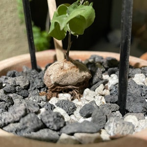 Stapelia Rufa - Etsy