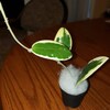 Peperomia Incana, Felted Peperomia, Fuzzy, Soft Hairy Leaves. Fast ...