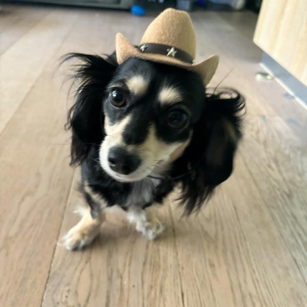 Cat Dog Stetson Cowboy Hat - Mesh With Tassels - Cool, Comfy & Cute! - Etsy