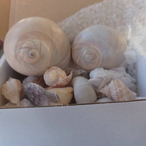 Large Specimen Grade 63.1mm CONUS Regius Royal, Crown Cone SEASHELL JB ...