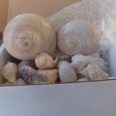 Large Specimen Grade 63.1mm CONUS Regius Royal, Crown Cone SEASHELL JB ...