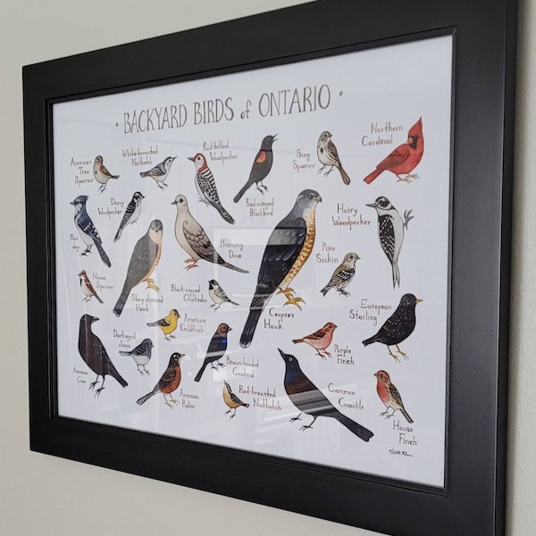 Ontario Backyard Birds Field Guide Art Print / Watercolor Painting ...