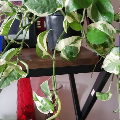 Neon Pothos, Epipremnum Aureum, Pothos, Trailing Plant, Hanging Plant ...