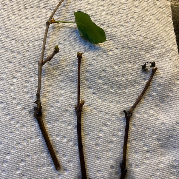 Blushing Lilac Cuttings 'krasavitsa Moskvy' Live Plant Cutting No Roots ...