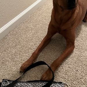 Bold and Bright Ring Lead With Tug Agility Lead-barn Hunt Lead Fyball ...