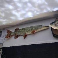 Halibut Fish Blank, 16-20 Inches 3D Wall Mounted Fish Blank, One Side ...