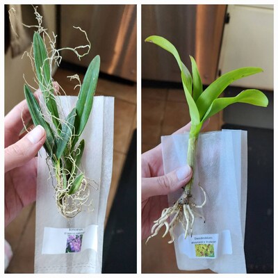 Mini Orchids Rare Perfect for Terrariums, Lonopsis, Mini Vandas, Mini ...