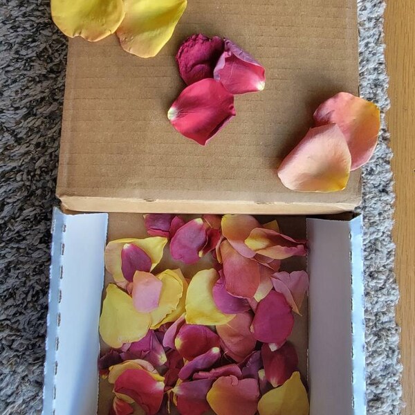 One Cup Petal Sample...choose YOUR Color! FREE USA Shipping! Wedding ...